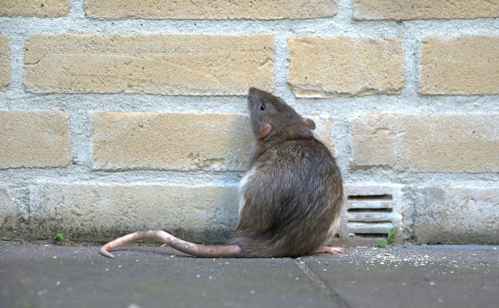 How to Remove Rats from Your Home | Rat Control in Towson, MD