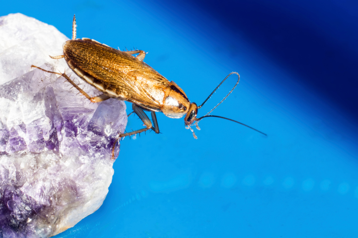 5 Signs of a German Roach Infestation and How to Get Rid of Them