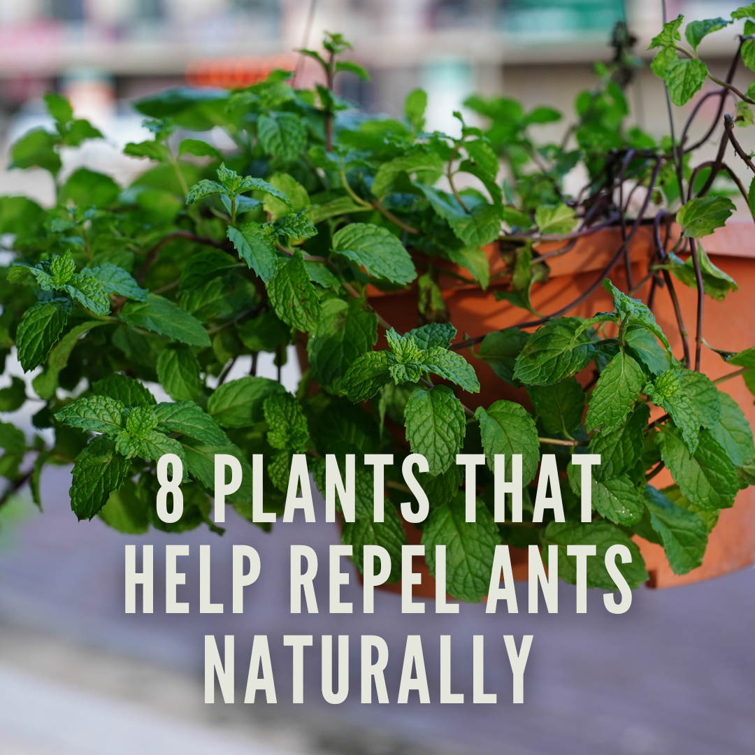 🌿 8 Plants That Help Repel Ants Naturally in Maryland (What Really Works)