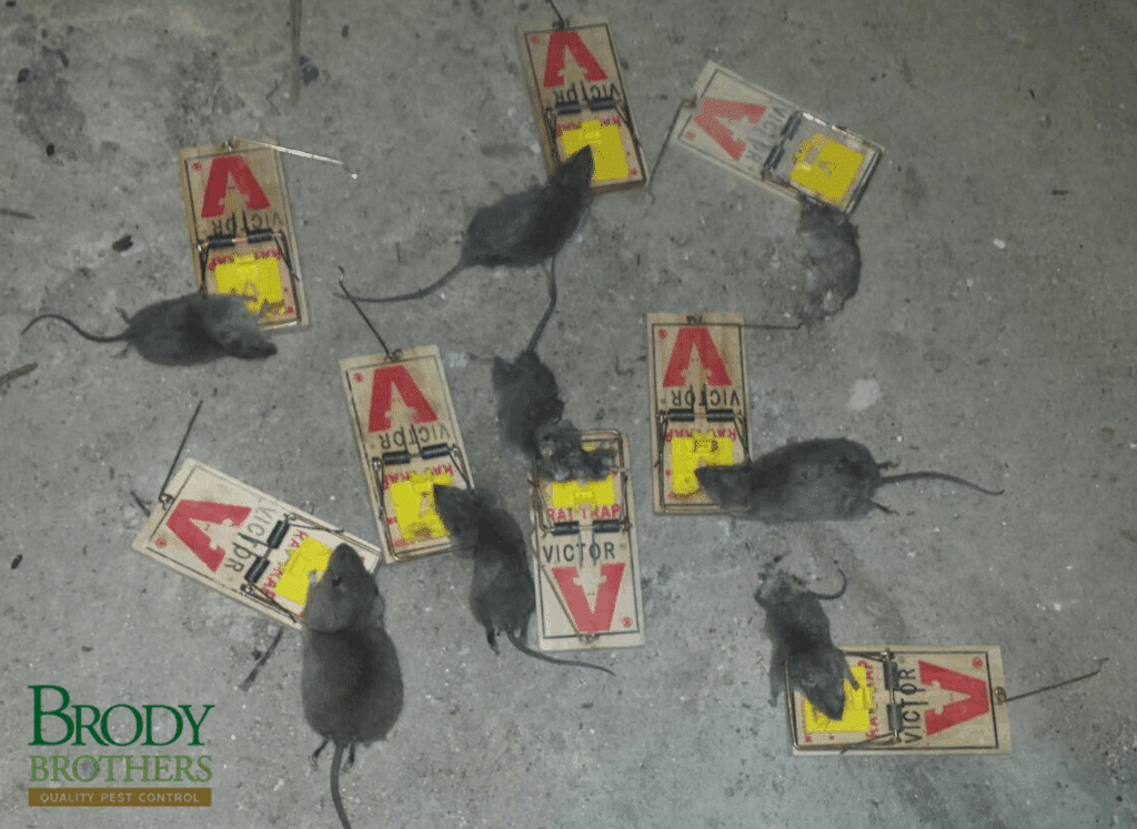 Rats! Baltimore City Rat Problem