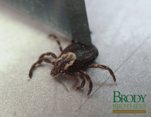 5 Most Common Ticks in Maryland | Baltimore Pest Control