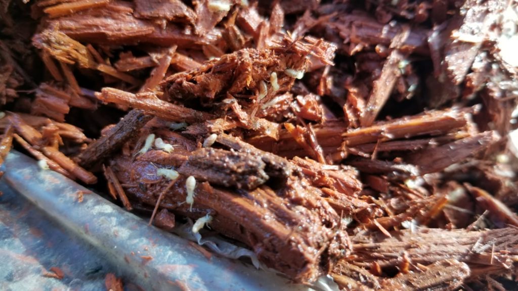 Reason Why You Should be Worried About Termites