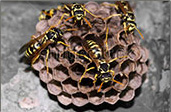 Yellow Jacket Exterminators | Yellow Jacket Control in Baltimore, MD