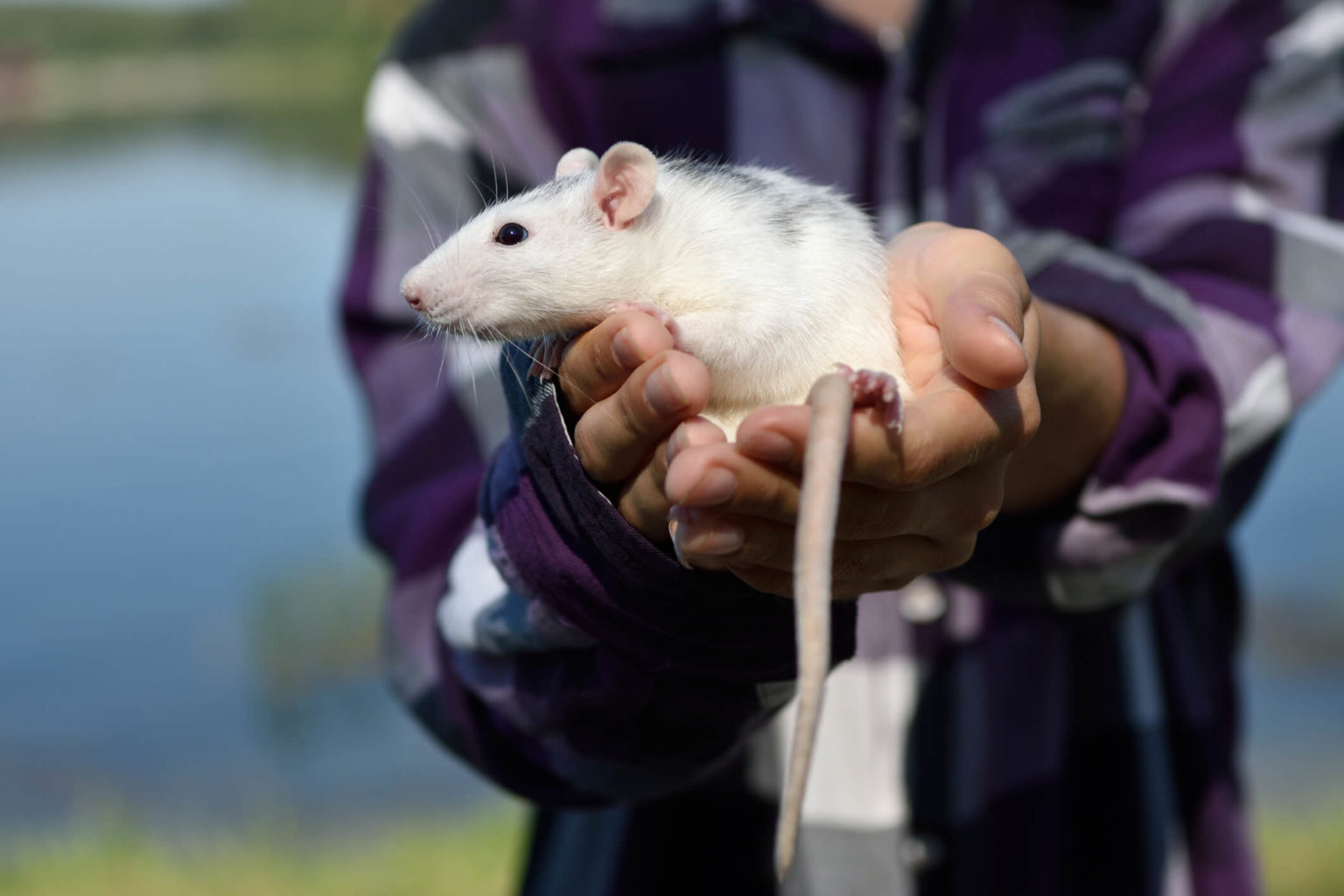 Mice or Rat Droppings in My Kitchen? 5 Important Differences