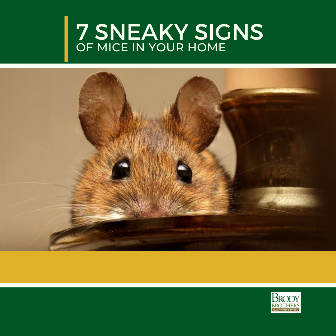 7 Signs of Mice in Your House You Shouldn't Ignore 🐁